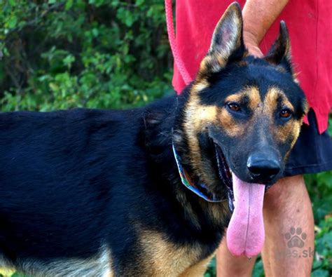 Neron Predám Psa NemeckÝ OvČiak Pessk