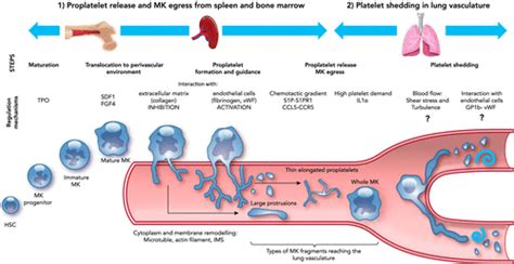 Platelet Biogenesis In The Lung Circulation Physiology American