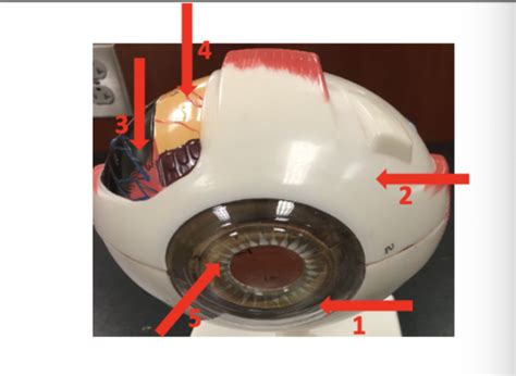 Eye Model Flashcards Quizlet
