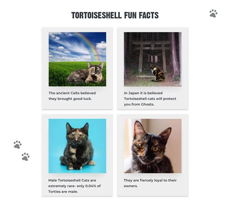 Tortoiseshell Cats Personality Appearance History And More Rawz