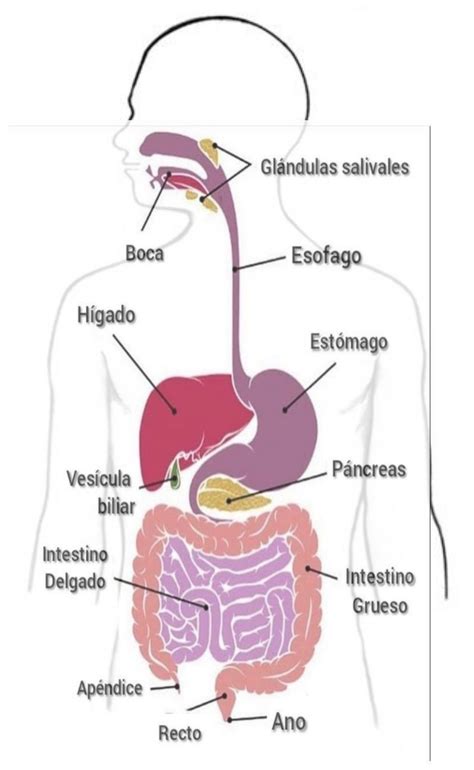 Pin De Angie Nicols En Actividades En 2025 Sistema Digestivo Para