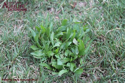 Slender Aster Aggieturf