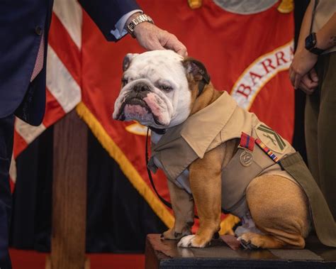 Dvids News Marine Corps Mascot Cpl Chesty Xvi Receives Good Conduct