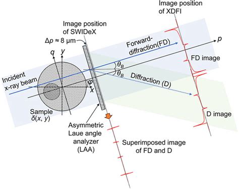 Phase‐contrast Visualization Of Human Tissues Using Superimposed
