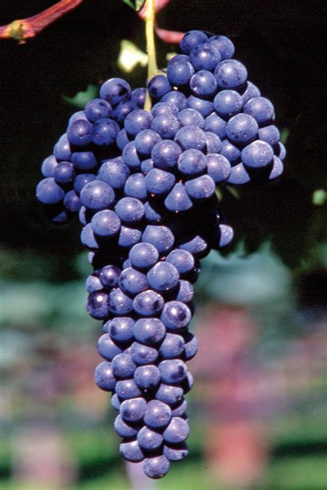 Vitigno e barbatella Lambrusco Marani: tutti i segreti - Vivai Rauscedo