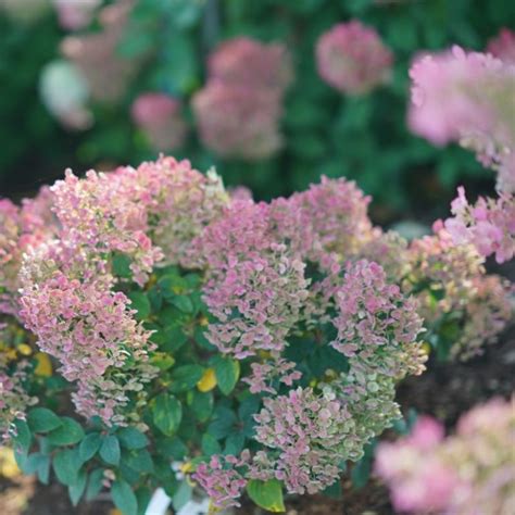 Tiny Quick Fire® Panicle Hydrangea Proven Winners Colorchoice