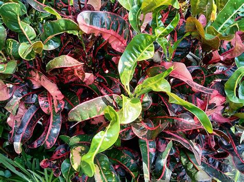 Codiaeum Variagatum Croton Variegated Laurel Garden Croton Orange