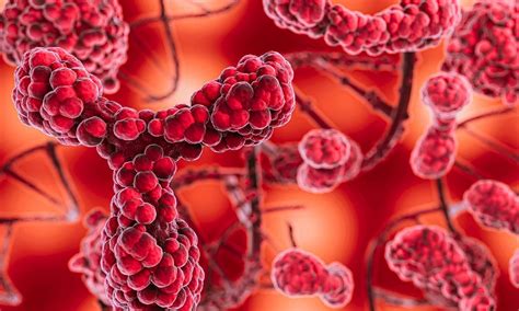 29 Facts About Myoglobin