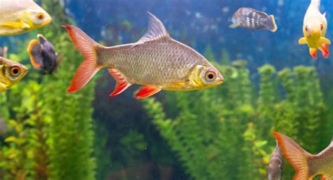 Common Roach Facts Diet Habitat And Pictures On Animaliabio