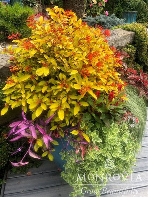 Lime Sizzler Firebush Monrovia Armstrong Garden Centers