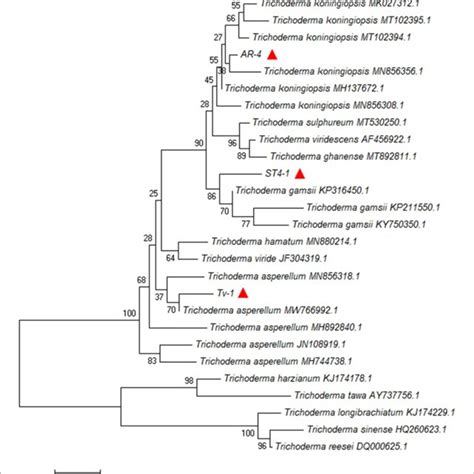 Figure Phylogenetic Tree Of Antagonistic Trichoderma Strains Ar