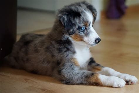 Mini Australian Shepherd: A Guide on Miniature Australian Shepherd - Pets Nurturing