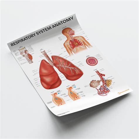 Respiratory System Anatomy Chart Lungs And Breathing Poster