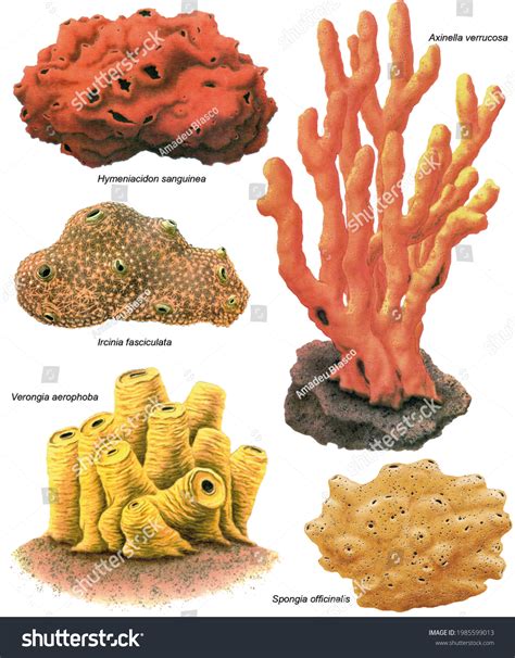 Invertebrates Sponges Characteristics At Diana Longoria Blog