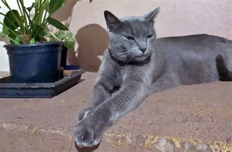 Procura Se Pela Gatinha Nala E Gratifica Se Quem Devolvê La Rafael