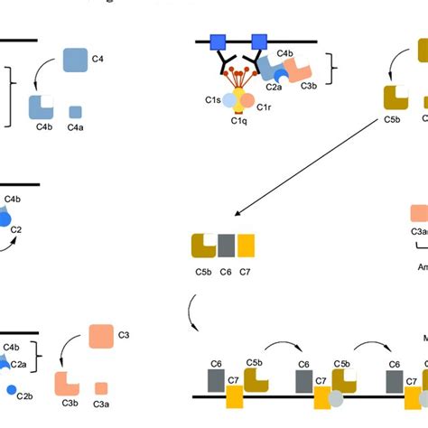 Classical Complement Pathway Activation Schematic Illustration Of The Download Scientific