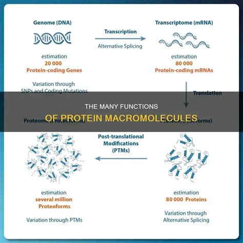 The Many Functions Of Protein Macromolecules Medshun
