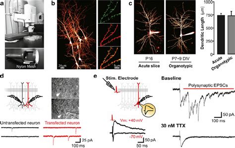 Biolistic Transfection For Single Cell Expression Of Dna Plasmids In