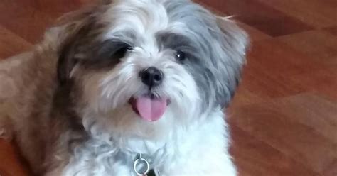 For National Dog Day My Shih Tzucoton Mix Ava Wanted To Share Pics Of