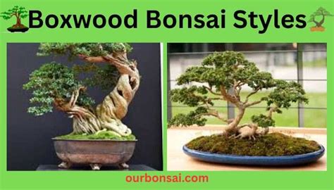 Best Boxwood Bonsai Styles For Beginners 2025