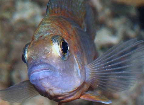 Photo 7 Aulonocara Rubin Red Labidochromis Caeruleus E