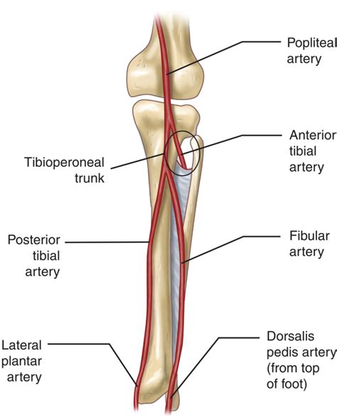 Posterior Tibial Artery Pain Anatomy Bony Pelvis And Lower Limb