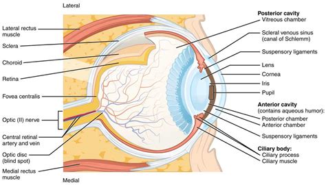 Definition Of Eye Socket In Anatomy And Physiology Pdf