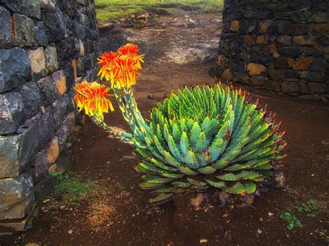Spiral Aloe Aloe Polyphylla