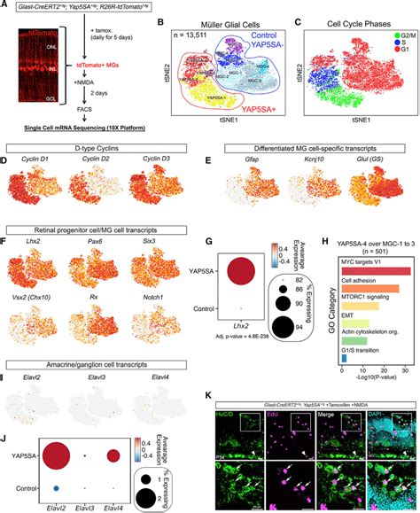 Single Cell Mrna Sequencing Of Yap5sa Cells A Approach For Unbiased