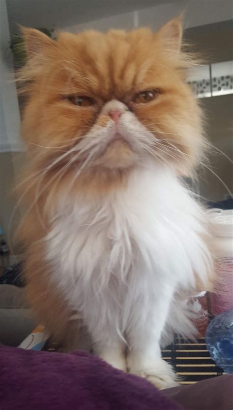 Introduction Hi Im Lucy This Is My 12 Year Old Guy Simba He Is My