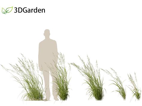 Arrhenatherum Elatius False Oat Grass 02 Windy 3d Model 3dgardenplants