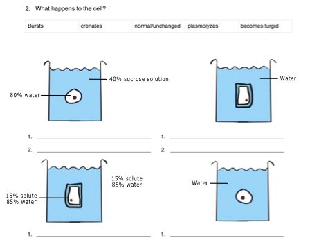 Osmosis Exercise Teaching Resources