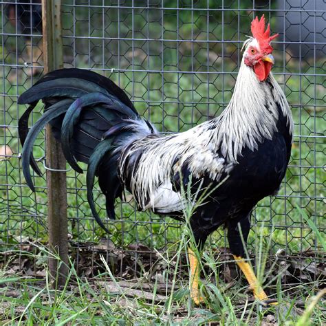 Hatch Rooster Breeds