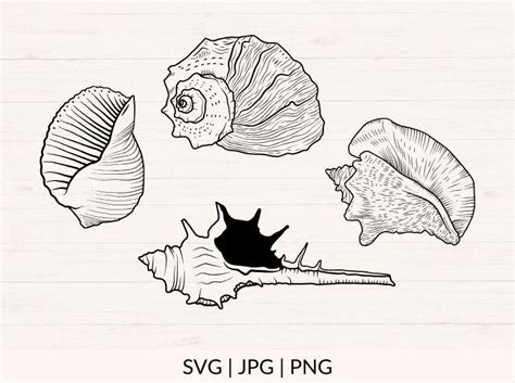 Seashell Svg Bundle Lara Creatives