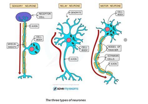 Biology Co Ordination And Response 12 Flashcards Quizlet