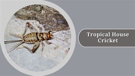 30 Types Of Cricket Identification Habitat Behavior And Lifecycle