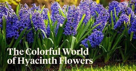 Blue Hyacinth A Complete Guide To Growing And Caring For These