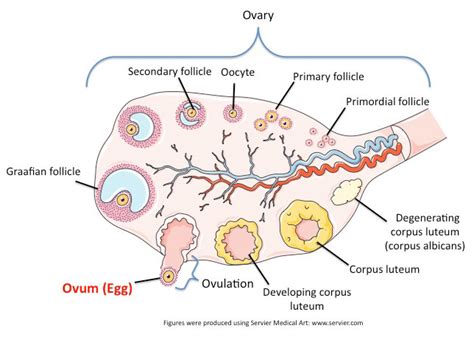 Ovum Repropedia