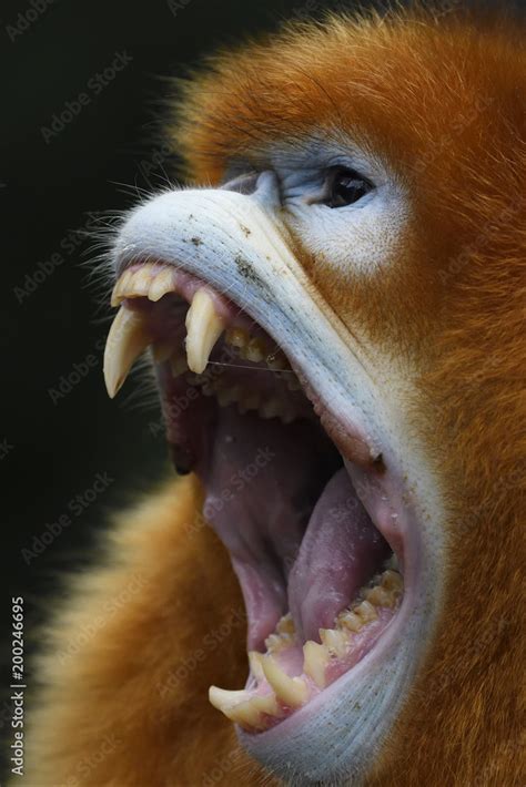Monkey Screaming