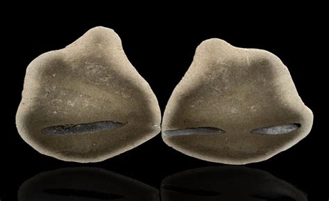 Rare Glendonite Ikaite Pair Polished Stone 3 28 Oz Stone Specimen