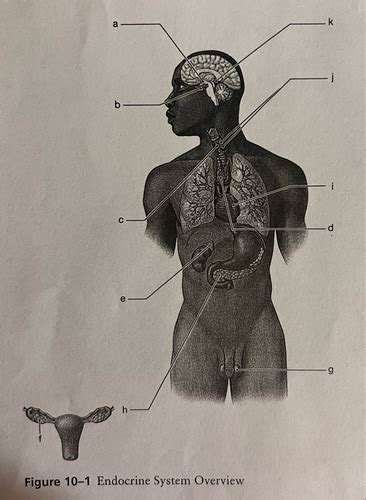 Chapter 10 Endocrine System Overview Diagram Quizlet
