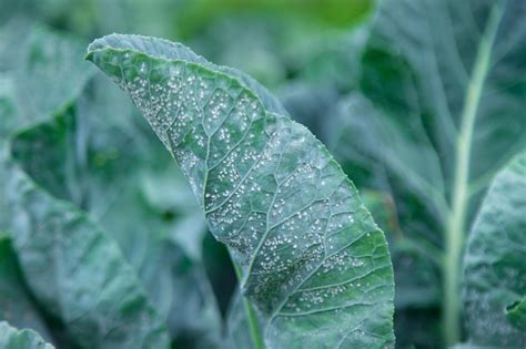 Premium Photo Whitefly Is A Pest On Cabbage Leaves In The Garden