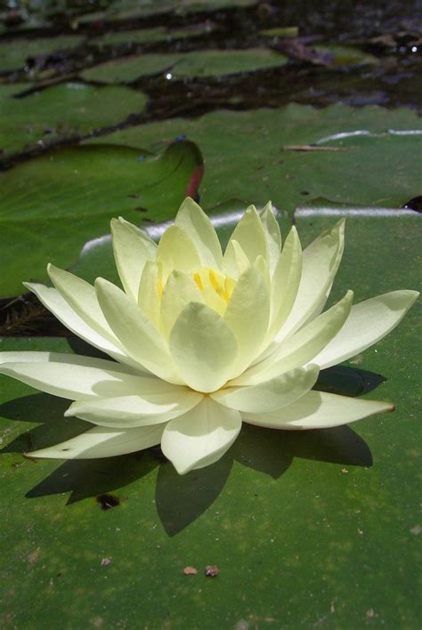 Pictures Of Botanicals At Jared Clinton Blog