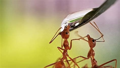 Photo Of Ants Drinking From Water Droplet Wins Top Prize In An
