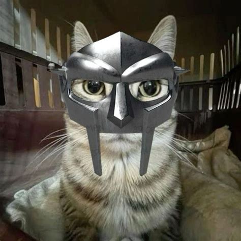 Are You Going To Sleep Now Meme Anime Funny Looking Cats Silly