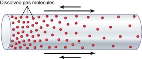 Kaarten Guyton Ch Principles Of Gas Exchange Diffusion Of Oxygen And Carbon Dioxide