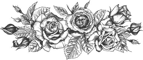 플로랄 프레임입니다 장미 나뭇잎과 가지의 자세한 빈티지 식물 Illuatration의 손으로 그려진된 밑그림 장미에 대한 스톡 벡터 아트 및 기타 이미지 Istock