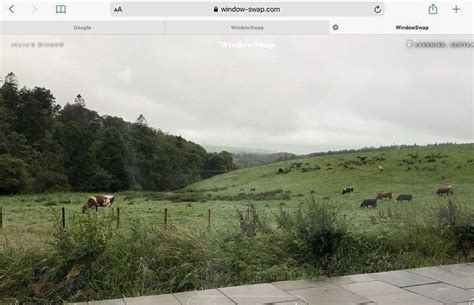 Cattle Grazing On A Lush Green Hillside Green Aesthetic Phone Themes