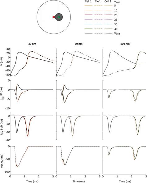 Figure A5 Effects Of Perinexal Width On Ephaptic Coupling Na