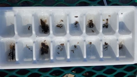 Lower Grand River Organization Of Watersheds News Macroinvertebrate